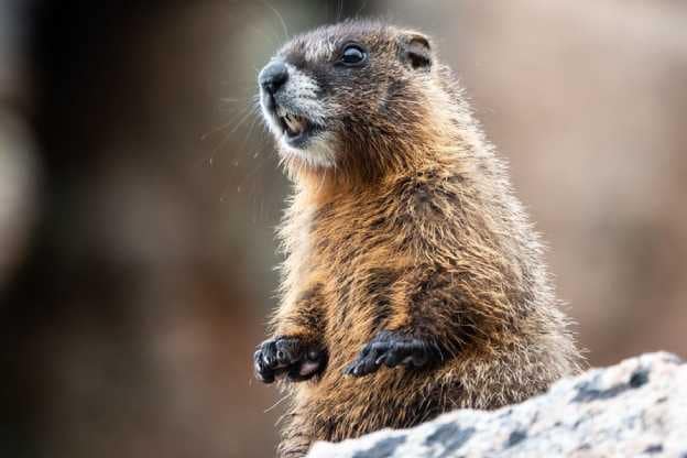 What Attracts Marmots to Your Yard? | Rock Chuck Pest Control