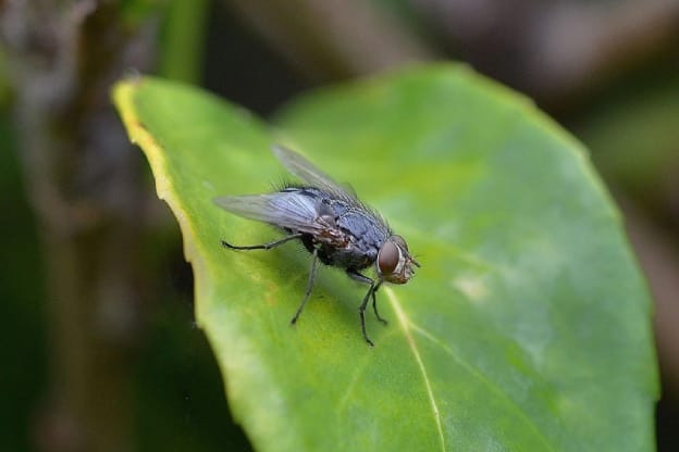 What are Cluster Flies and How Can They Be Prevented? | Utah Pest Control